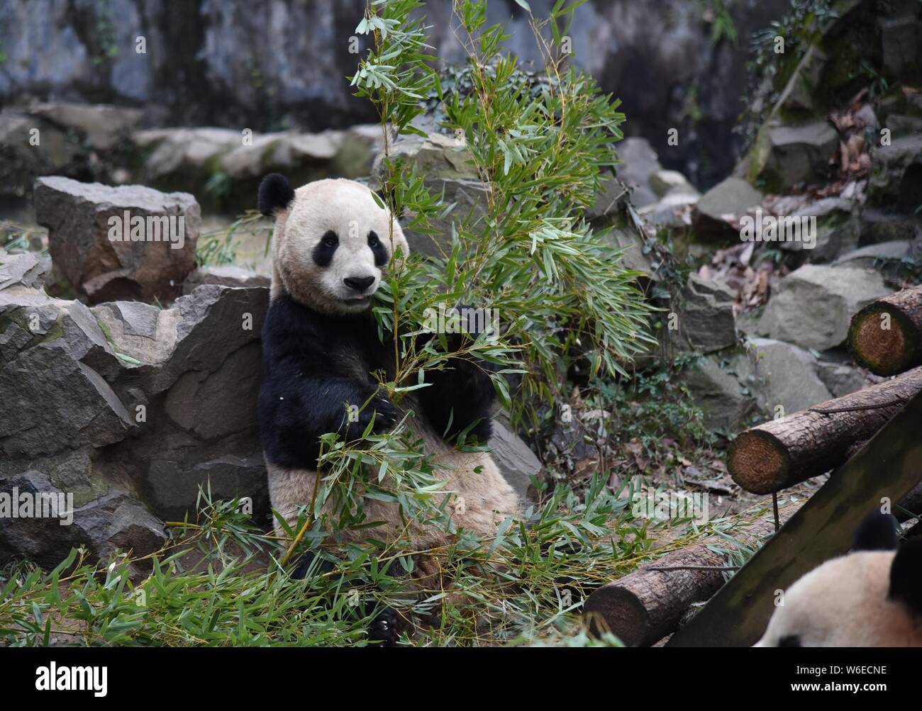 --FILE--The four-year-old male giant panda, Cheng Jiu, eats bamboo at ...