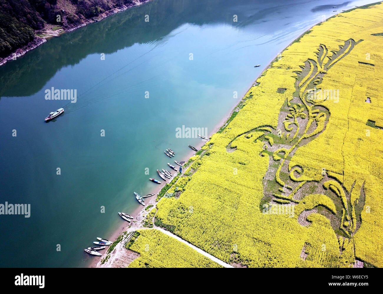 Aerial view of a giant "Chinese phoenix" in a rapeseed field in She ...