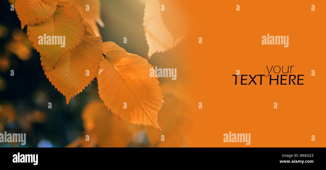 Autumn leaves with the copy space Stock Photo - Alamy