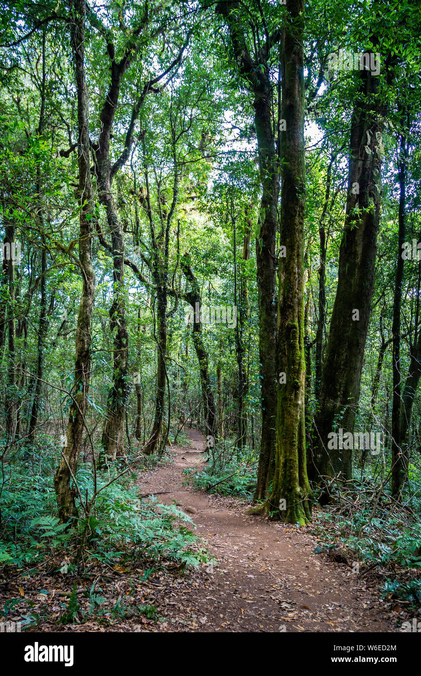 Natural walkway inside tropical rainforest surround by tall green trees ...
