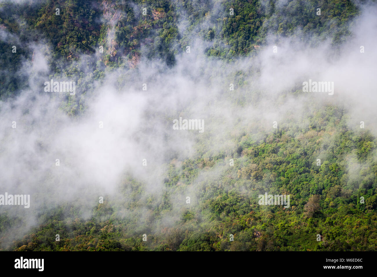 Aerial view of tropical rainforest after raining covered by cloud and ...