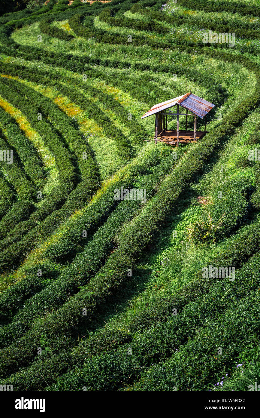 Slope planting hi-res stock photography and images - Alamy
