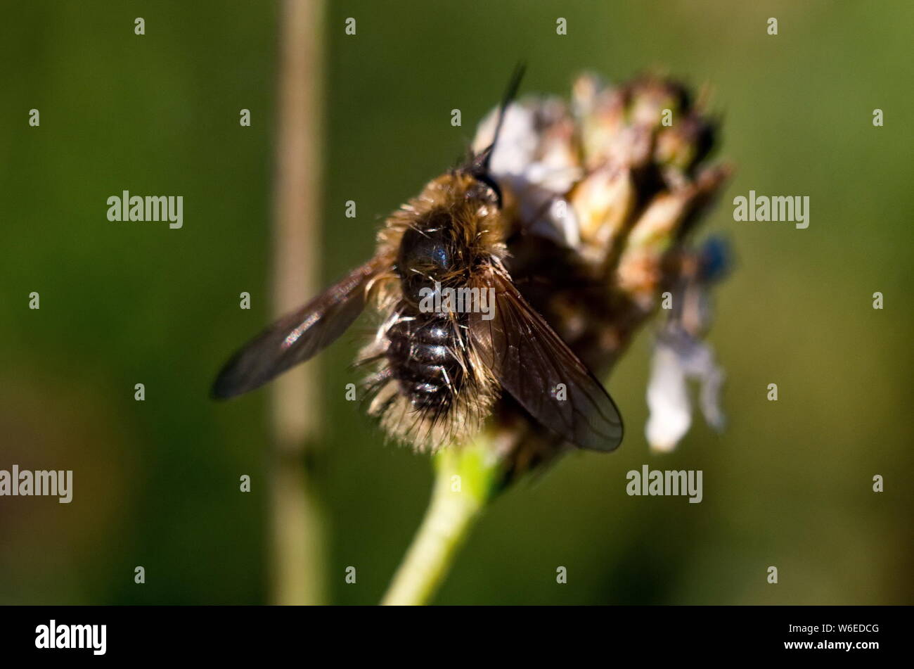 Closeup shot bees flying hi-res stock photography and images - Alamy