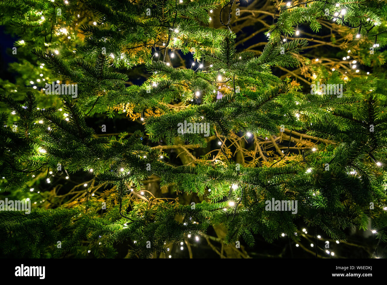 Dark scene of green tree decorated by small lights on branches Stock ...