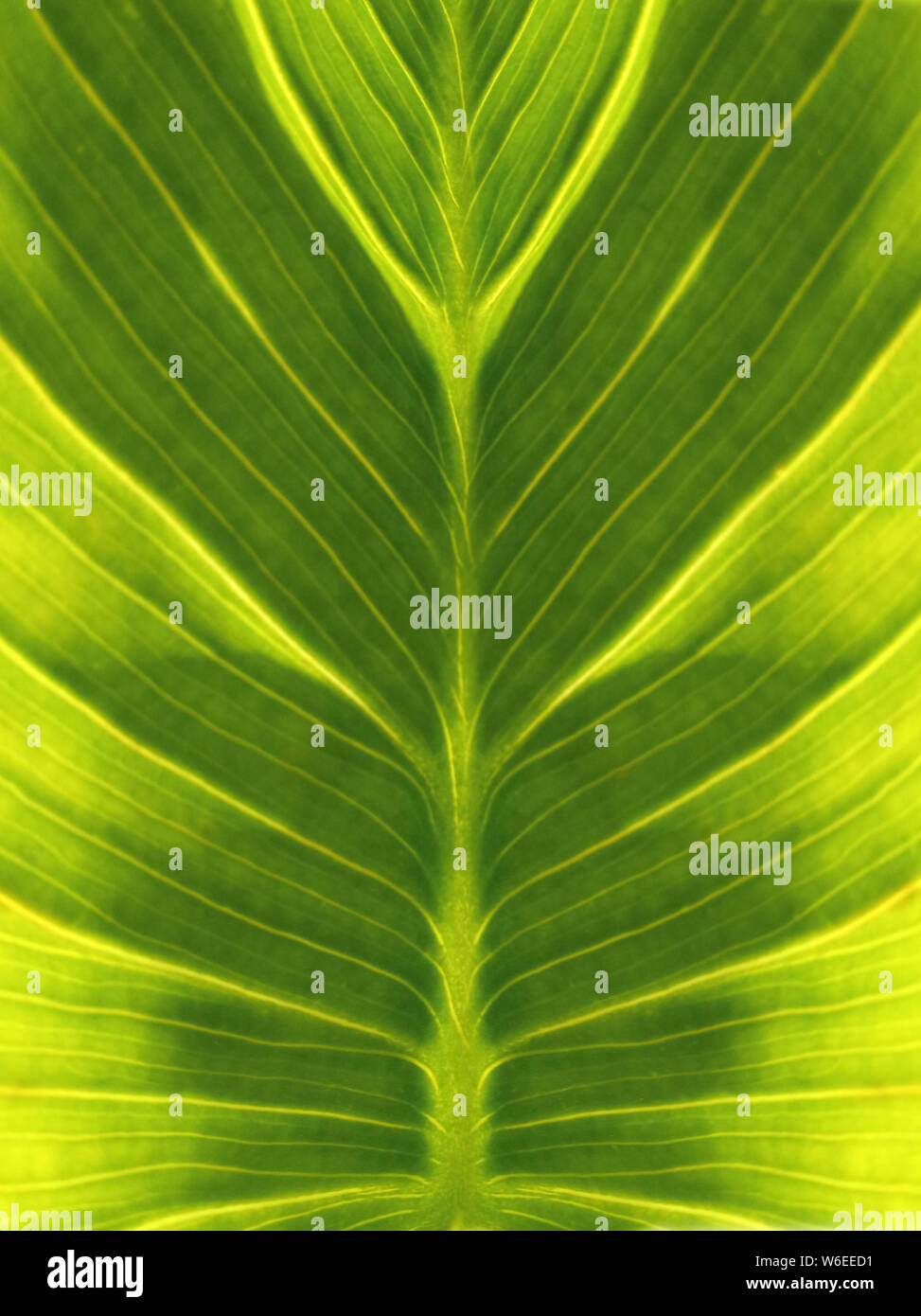 Biomimicry Nature High Resolution Stock Photography and Images - Alamy