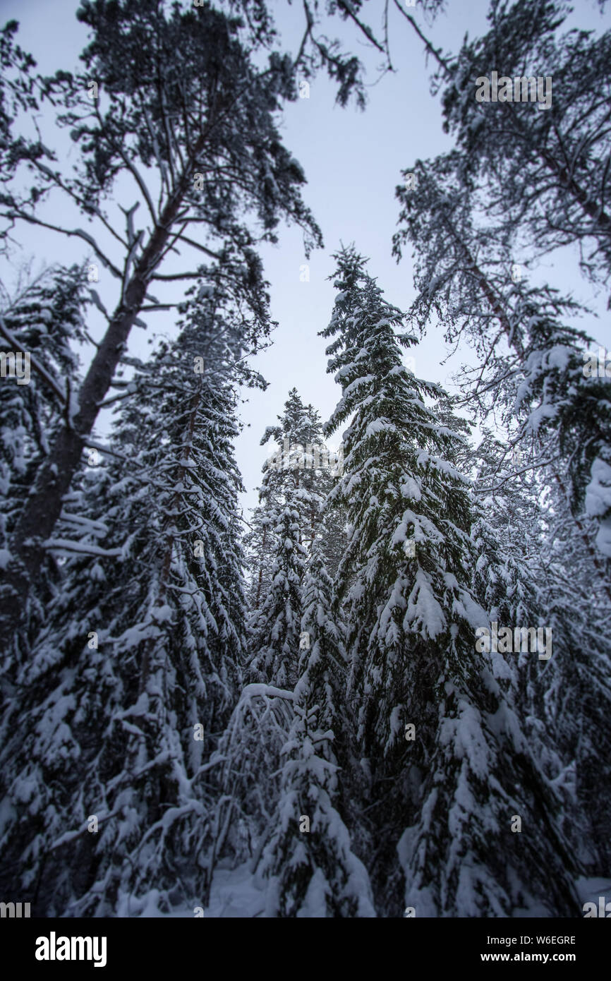 Snowy forest in russia hi-res stock photography and images - Alamy