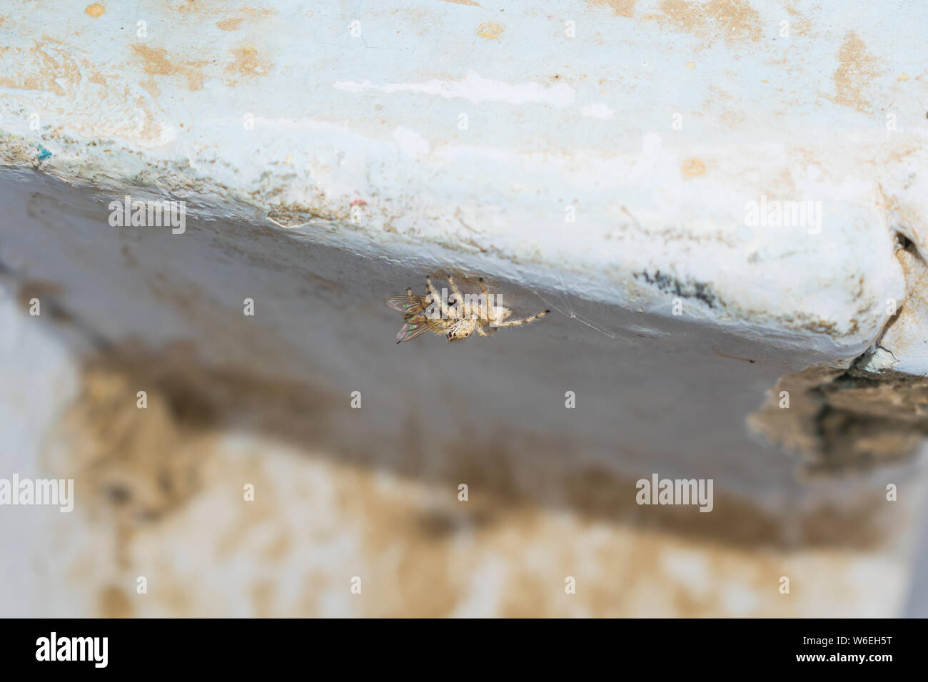 close up of salticus scenicus jumping spider with a house fly,macro ...