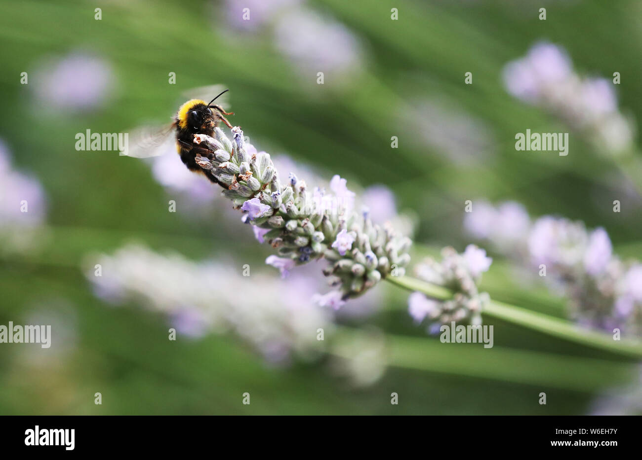 Plant and a bee hi-res stock photography and images - Alamy