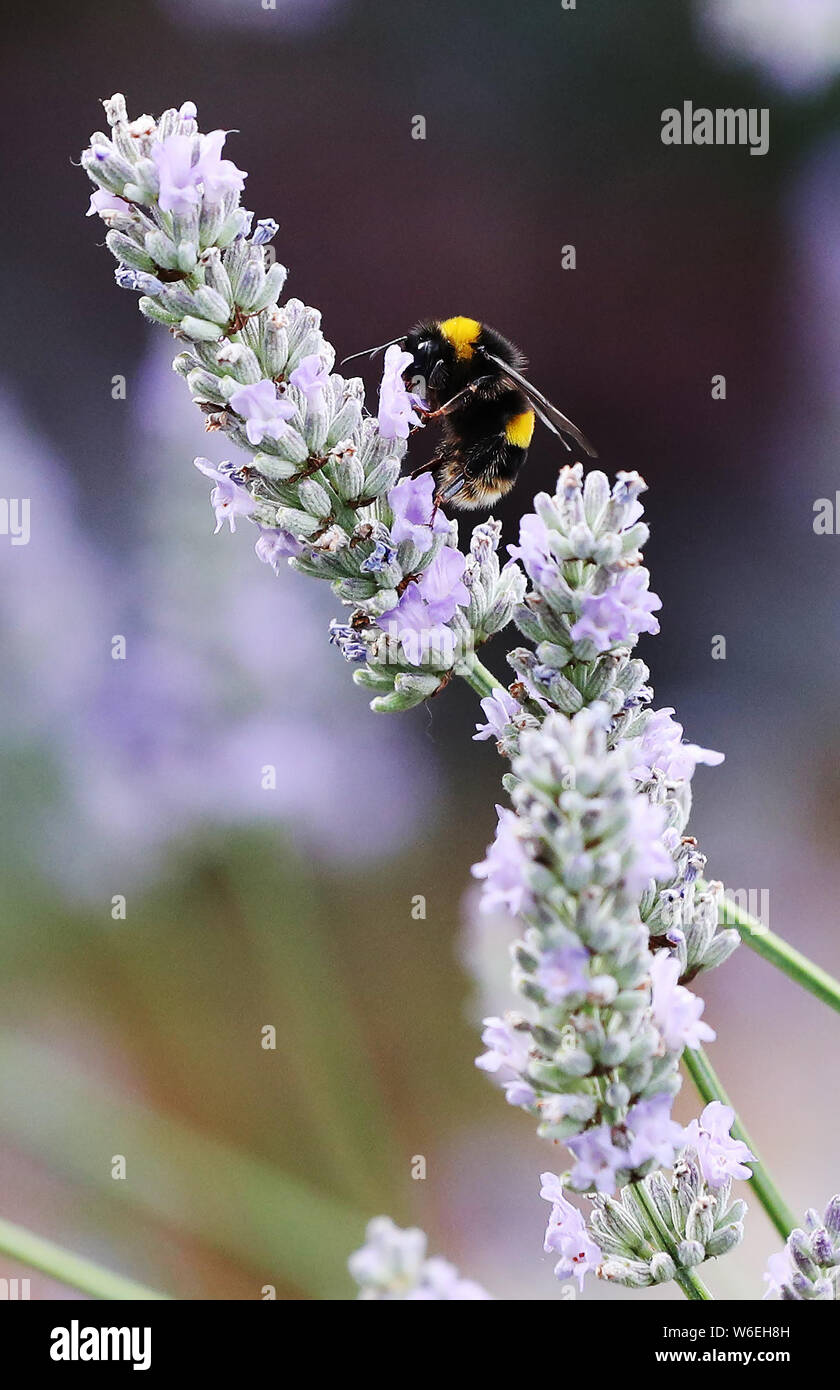 Plant and a bee hi-res stock photography and images - Alamy