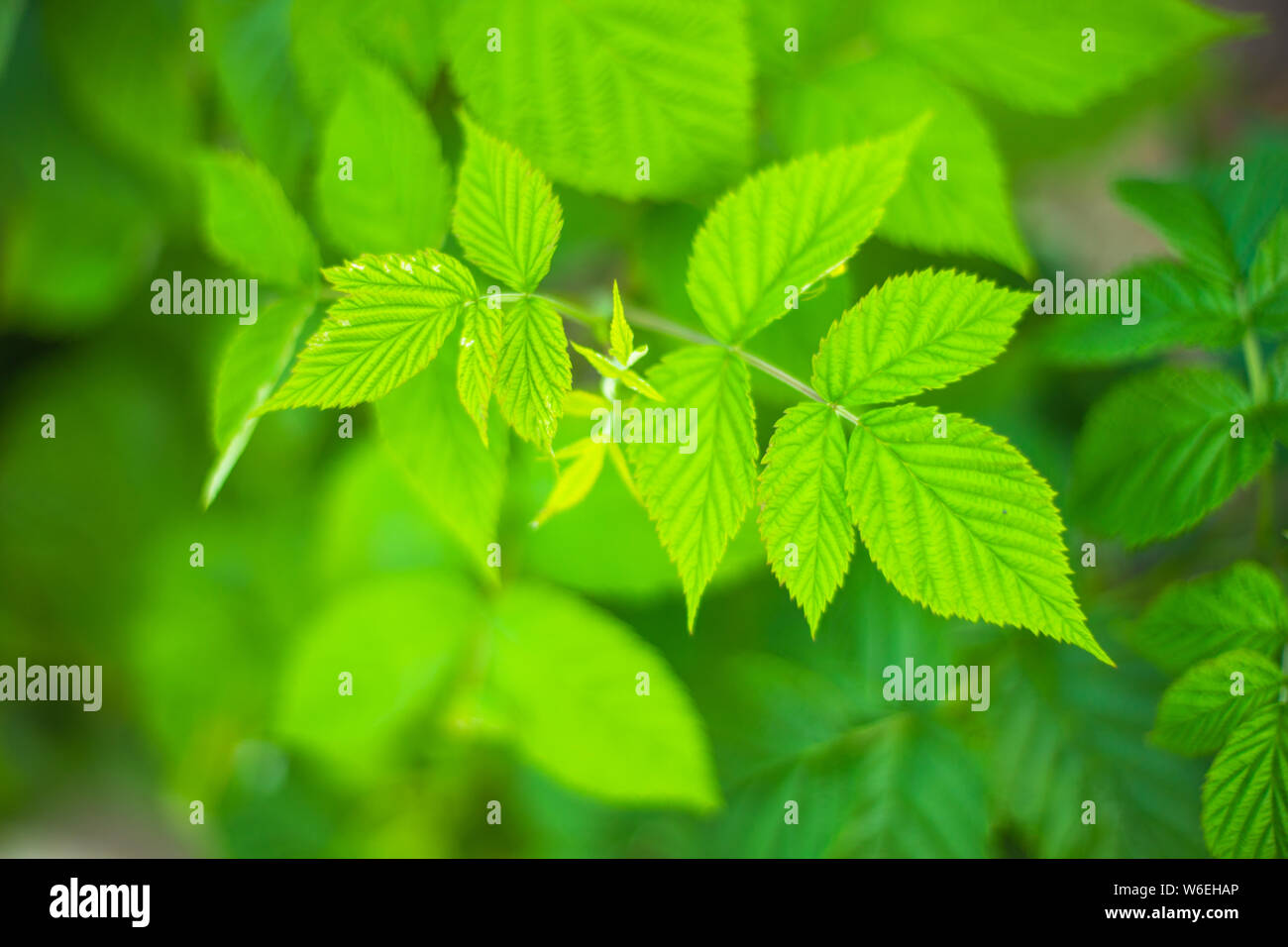 raspberry bush young leaves grow in the summer garden Stock Photo - Alamy