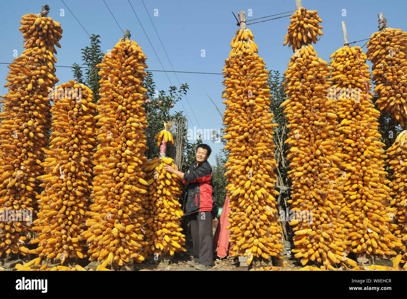 --FILE--A Chinese farmer dries a harvest of corn in Yuncheng city ...