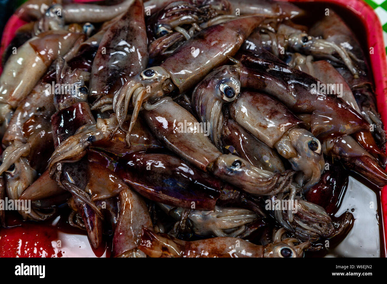 Fresh Squid For Sale At Carbon Market, Cebu City, Cebu, The Philippines ...