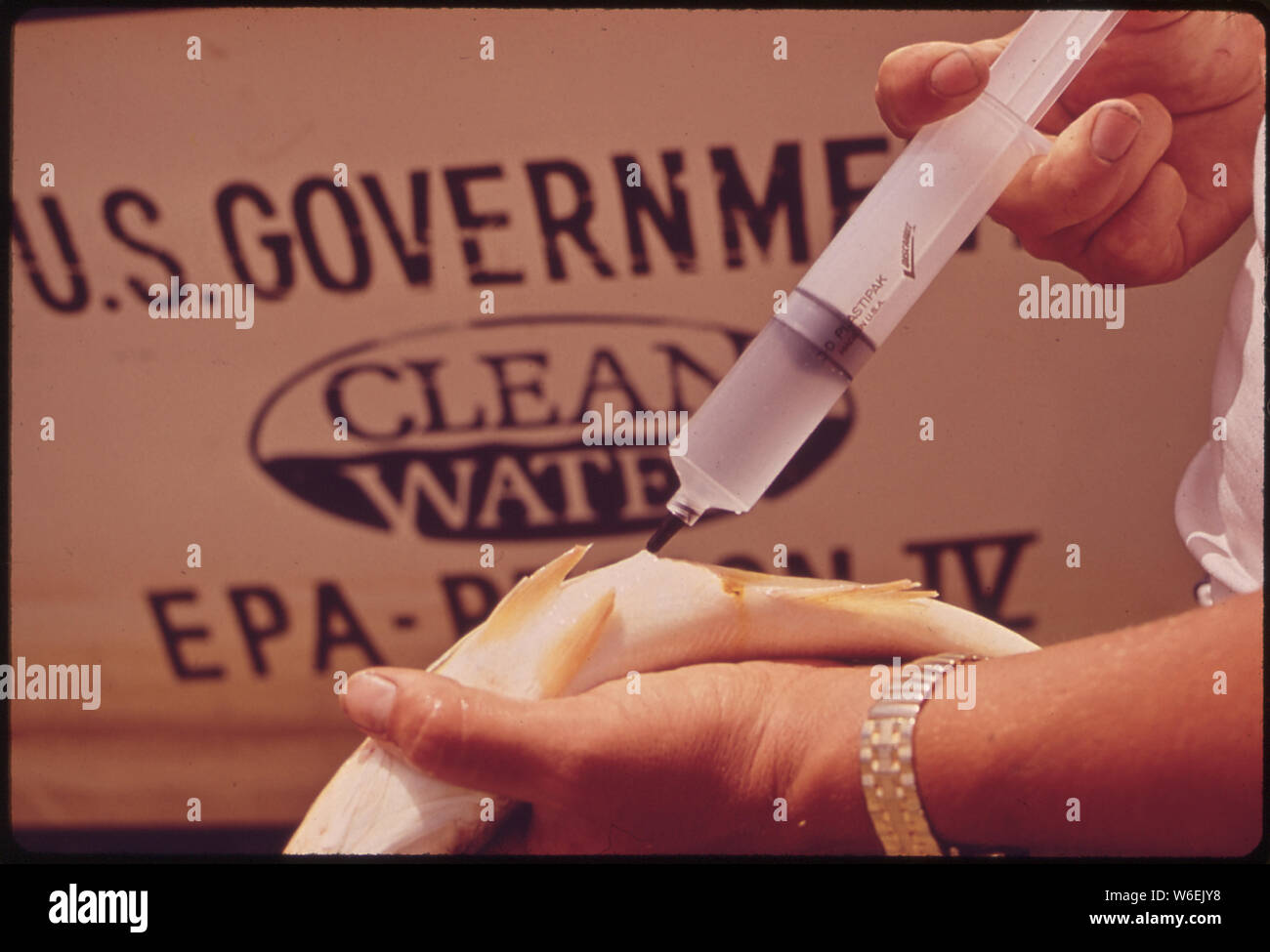 Biologist injecting fish with formaldehyde hi-res stock photography and ...