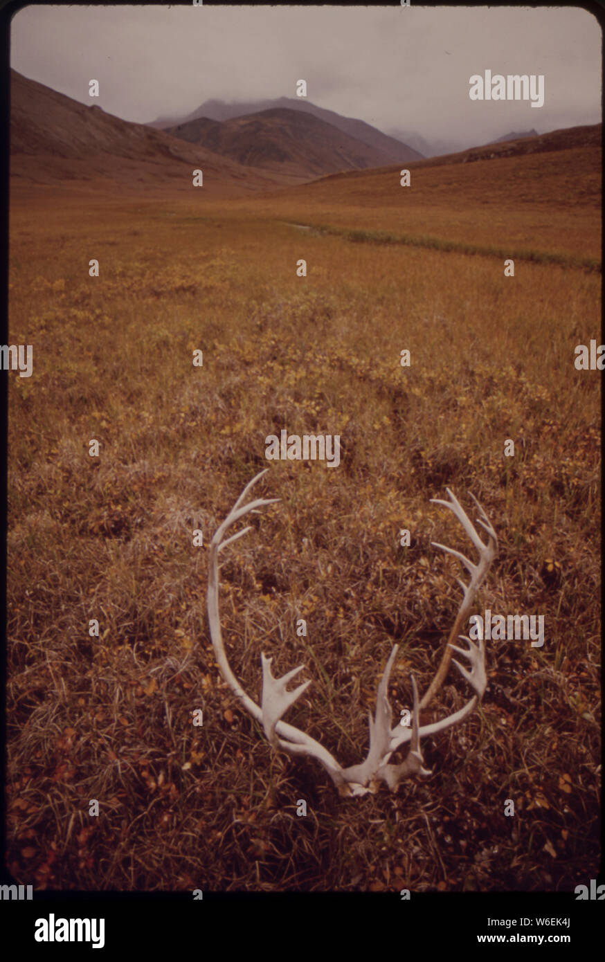 A CARIBOU RACK LYING AT THE FOOT OF THE HILL WHICH IS THE SITE FOR PUMP ...