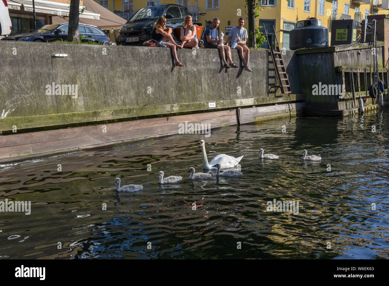 Copenhagen, Denmark - 25 June 2019: swan family on a canal at ...