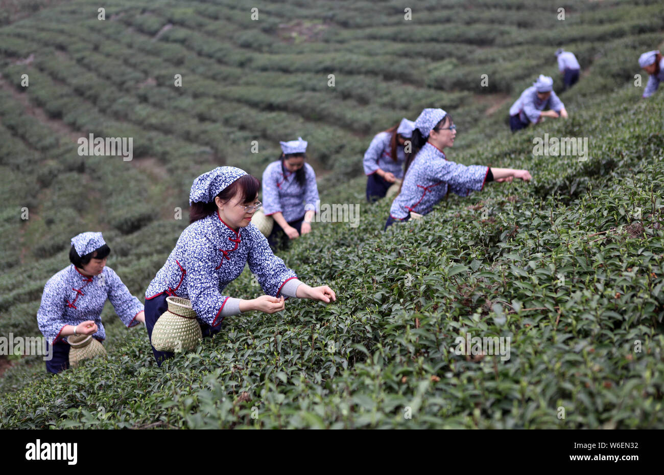 Chinese girls pick spring tea leaves at a tea plantation in Yongchuan ...