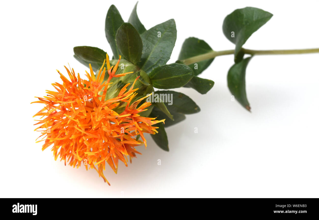 Faerberdistel, Carthamus, Tinctorius, Faerber, Saflor Stock Photo - Alamy