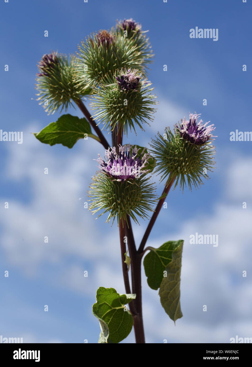 Grosse, Klette, Arctium, lappa Stock Photo - Alamy