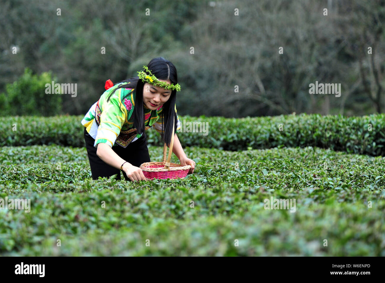 Girl in tea plantation hi-res stock photography and images - Alamy