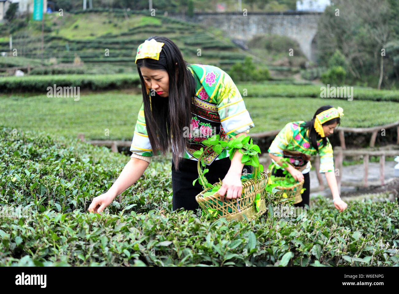 Chinese girls pick spring tea leaves at a tea plantation in Yichang ...