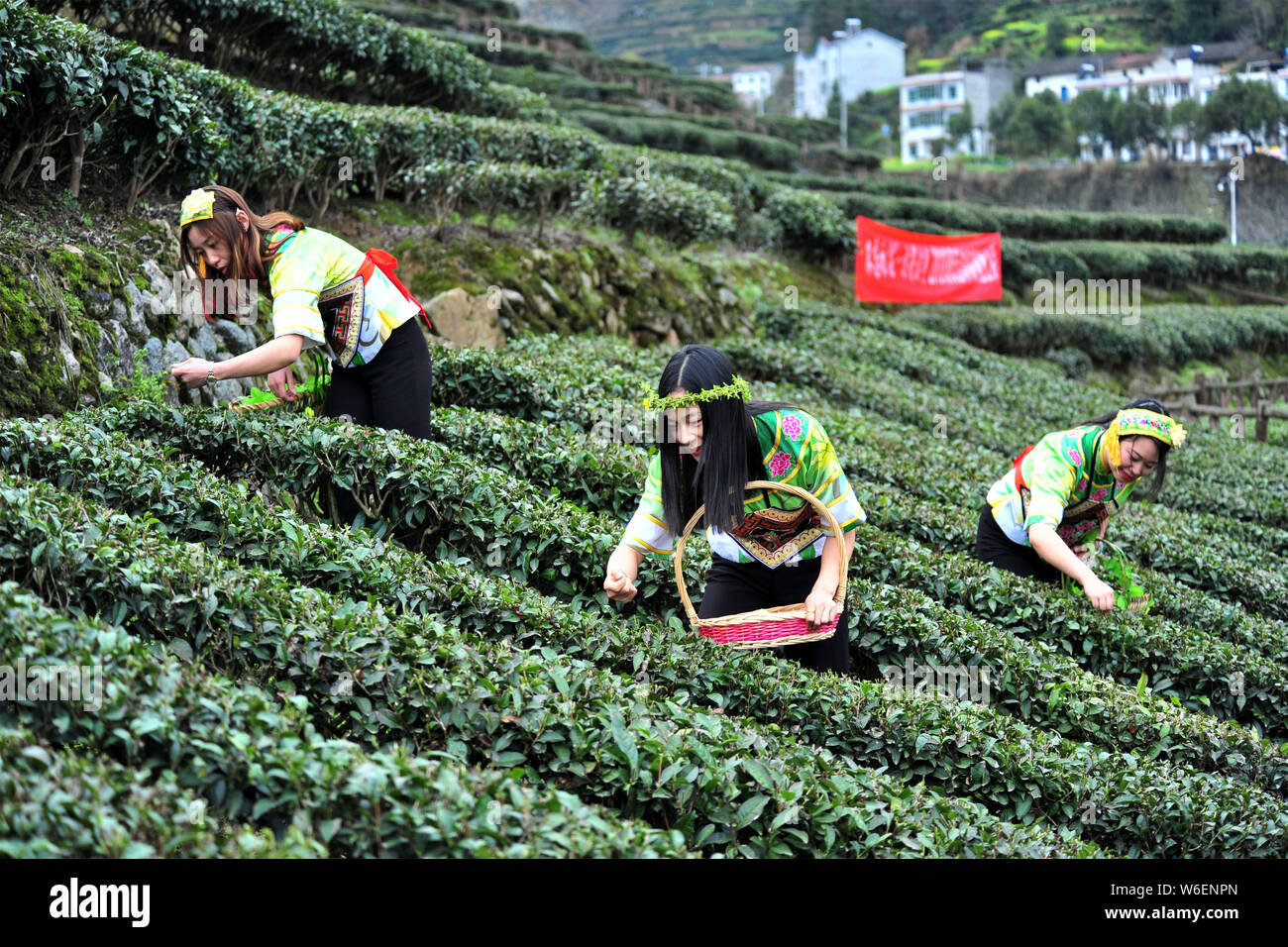 Girls in a tea plantation hi-res stock photography and images - Alamy