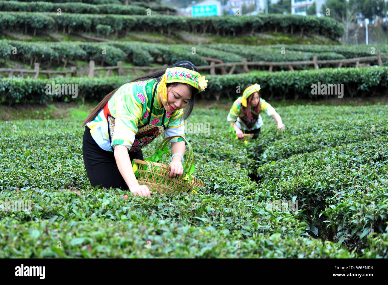 Chinese girls pick spring tea leaves at a tea plantation in Yichang ...