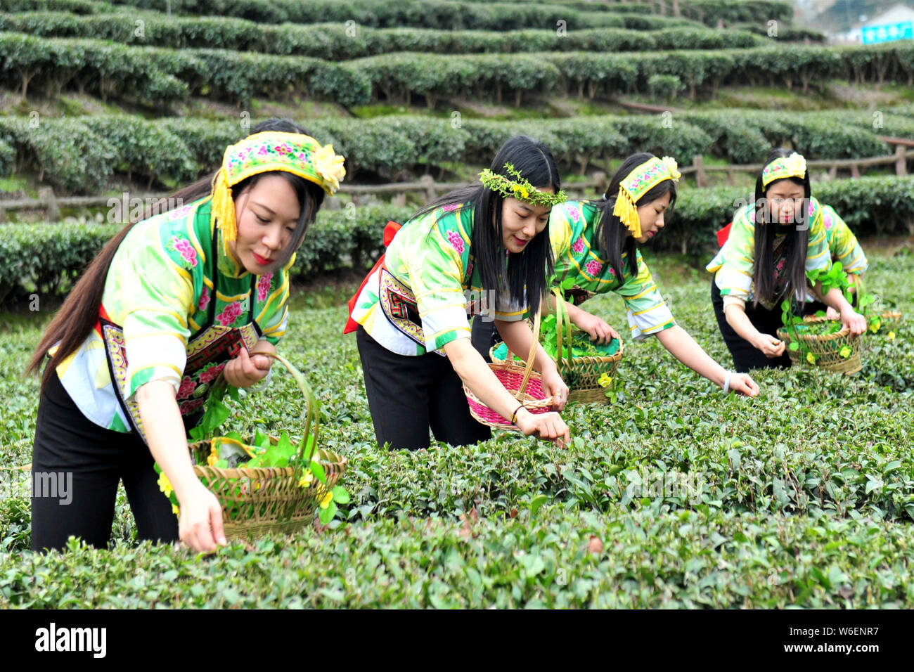 Chinese girls pick spring tea leaves at a tea plantation in Yichang ...