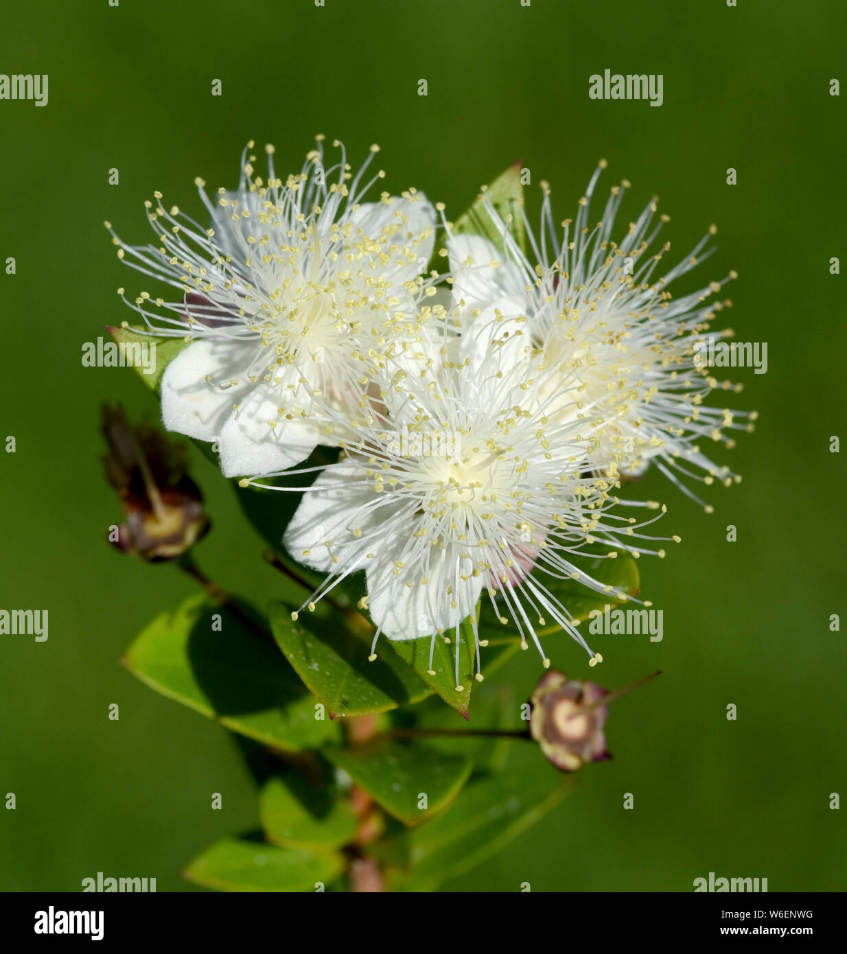 Myrte myrtus communis hi-res stock photography and images - Alamy