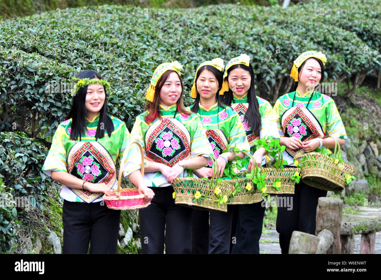 Chinese girls pose for photos before picking spring tea leaves at a tea ...