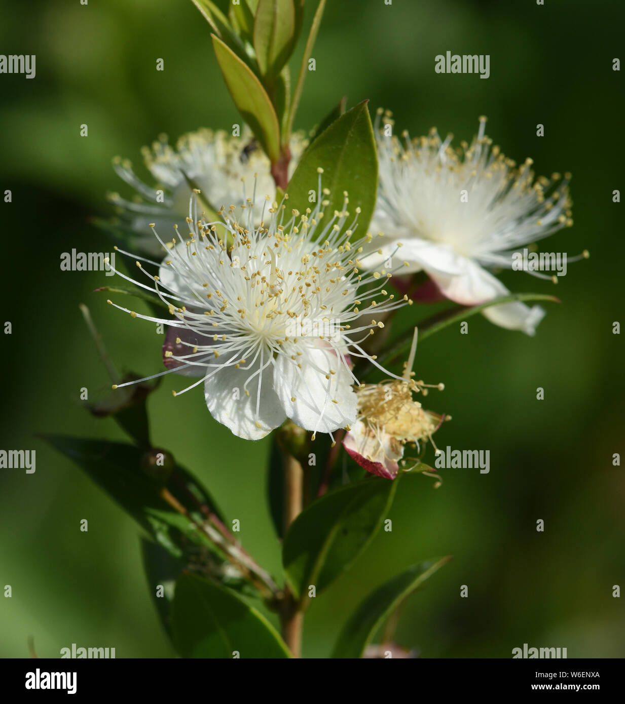 Myrte myrtus communis hi-res stock photography and images - Alamy