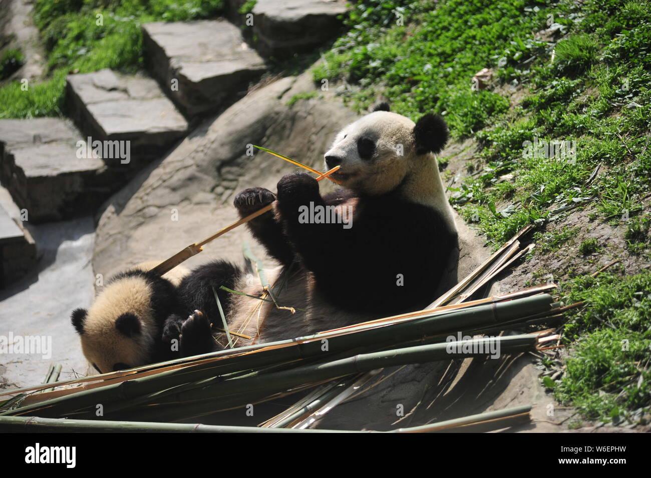 --FILE--A giant panda cub watches its mother eating bamboo shoots at a ...