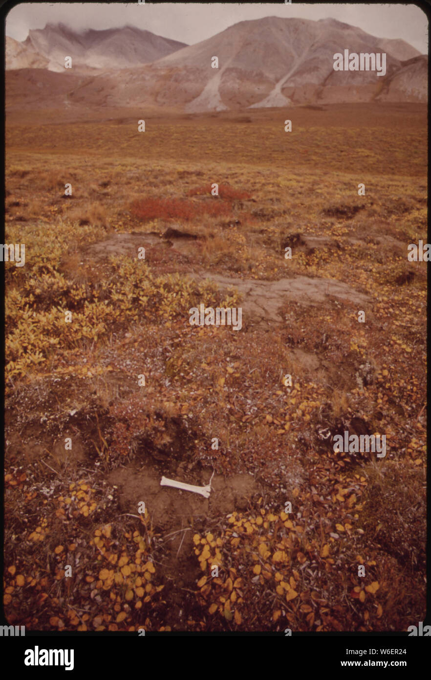 Wolf caribou hi-res stock photography and images - Alamy