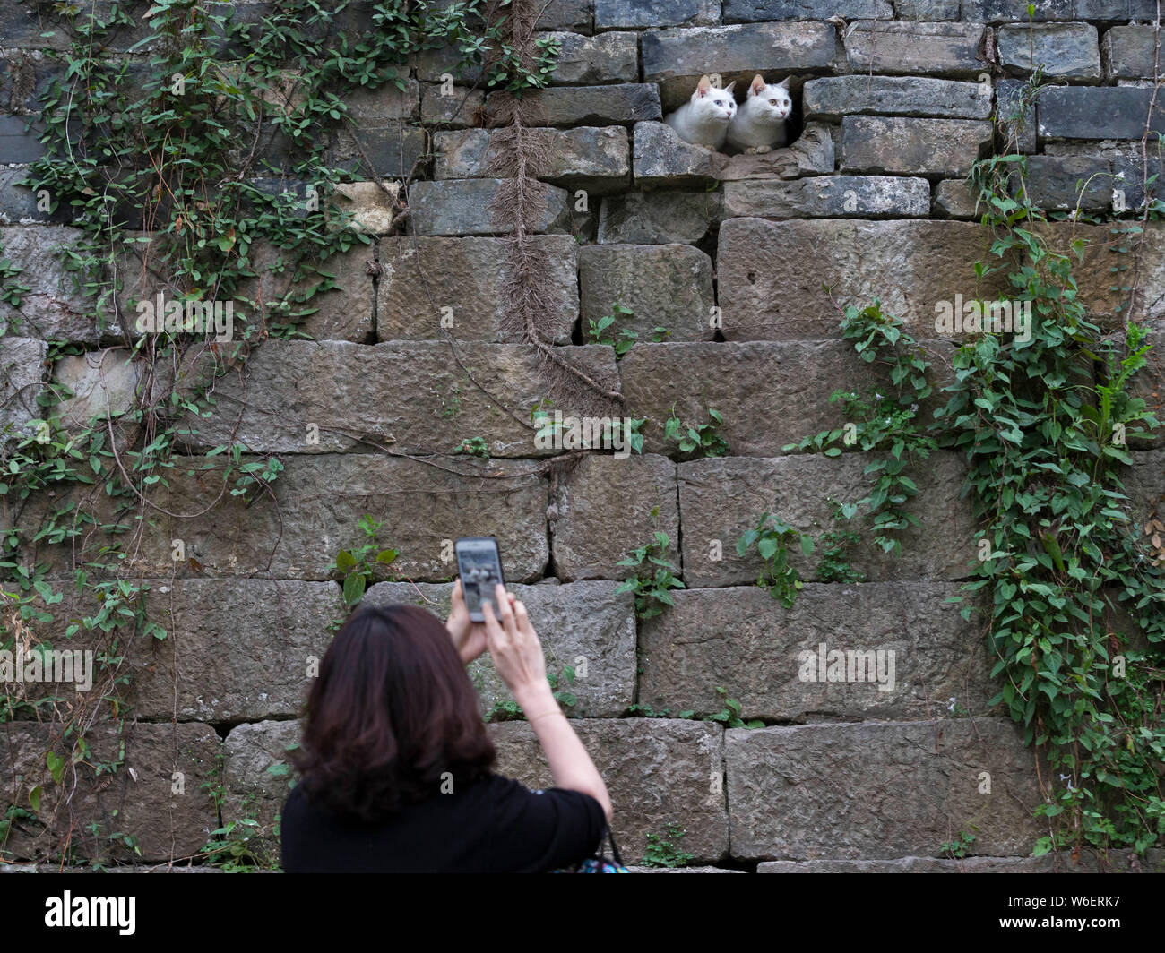 A passer-by takes photos of two lovely cats inside the Nanjing ...