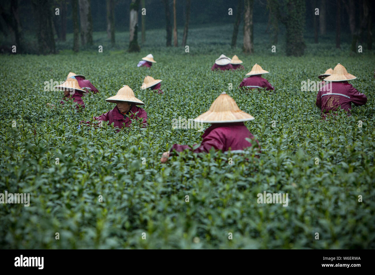 Chinese farmers harvest Longjing tea at a tea plantation in Hangzhou ...