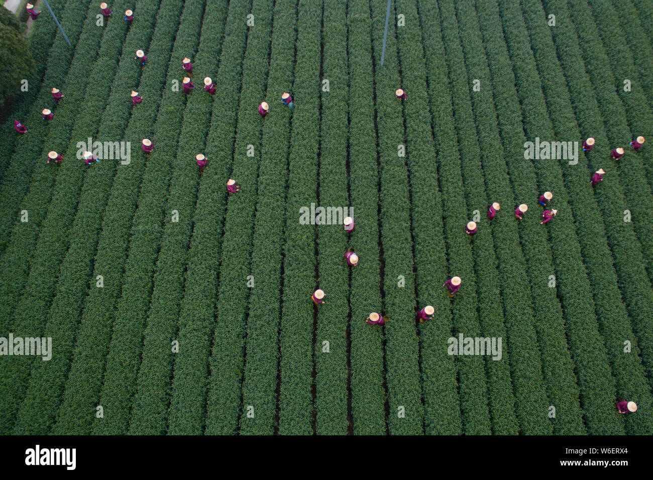 Chinese farmers harvest Longjing tea at a tea plantation in Hangzhou ...