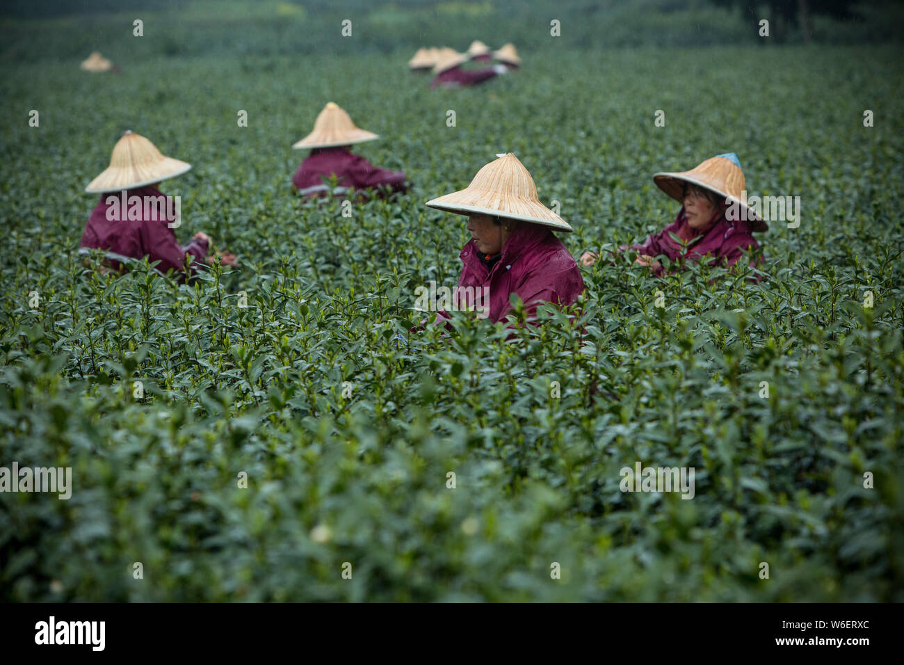 Chinese farmers harvest Longjing tea at a tea plantation in Hangzhou ...