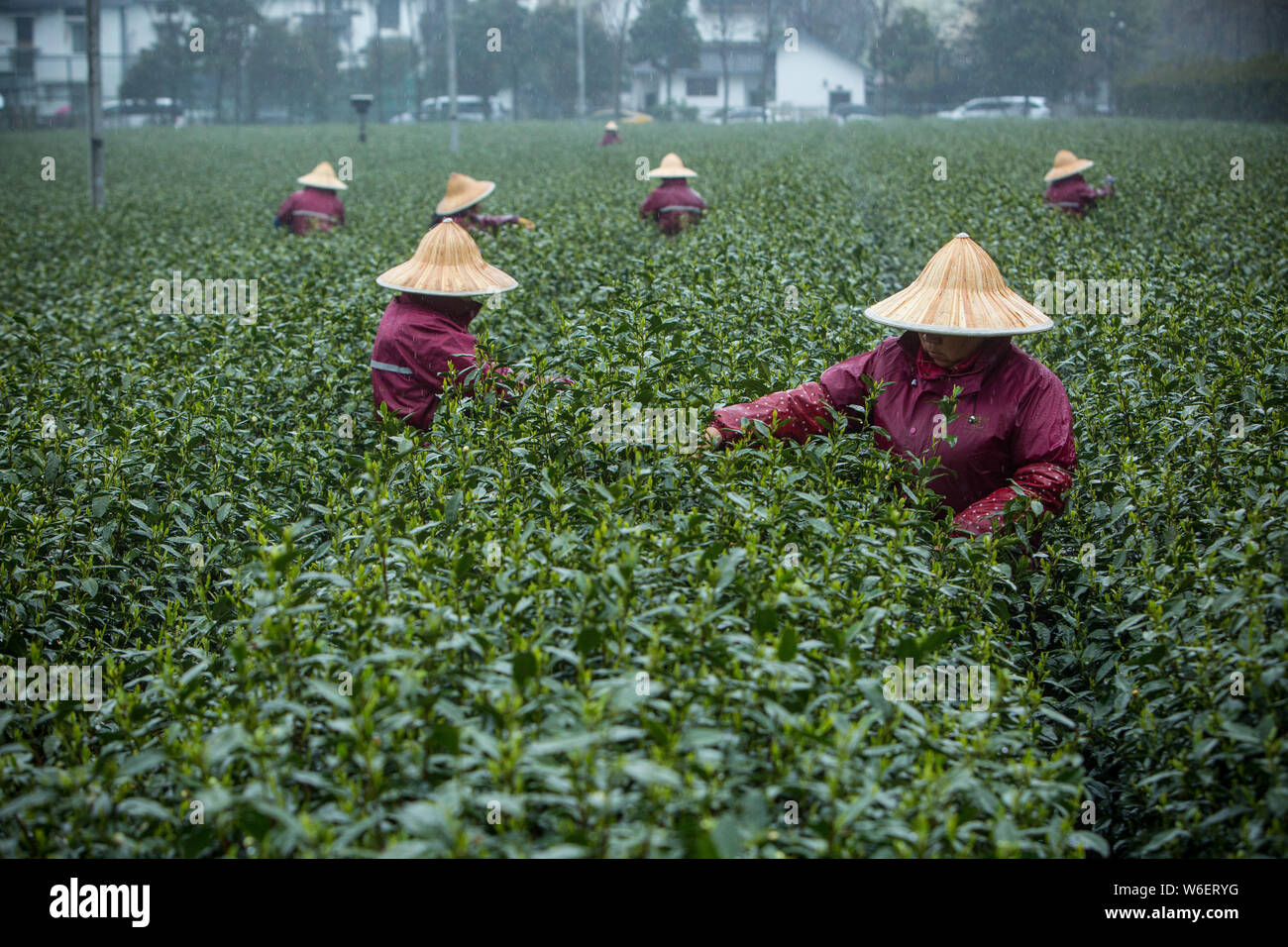 Chinese farmers harvest Longjing tea at a tea plantation in Hangzhou ...