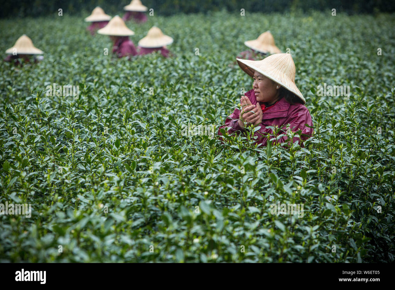 Chinese farmers harvest Longjing tea at a tea plantation in Hangzhou ...