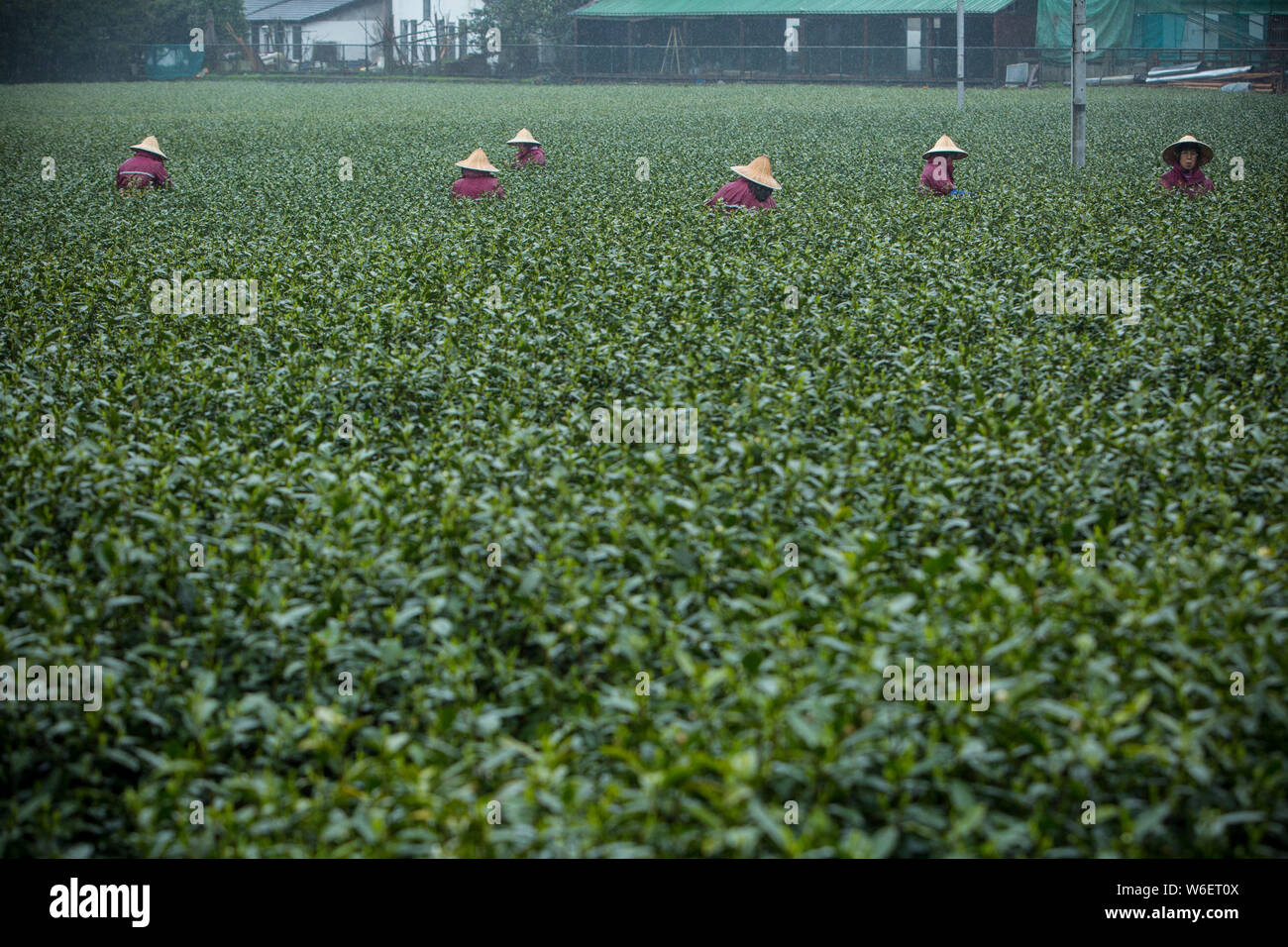 Chinese farmers harvest Longjing tea at a tea plantation in Hangzhou ...