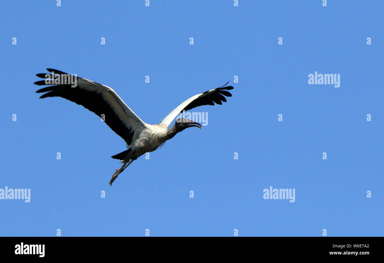 One wood stork hi-res stock photography and images - Alamy