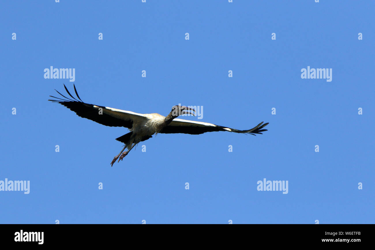 One wood stork hi-res stock photography and images - Alamy