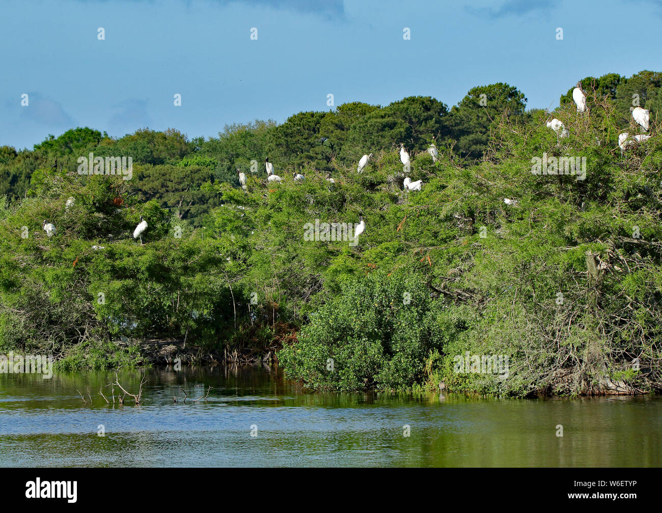 Harris neck national wildlife refuge hi-res stock photography and ...