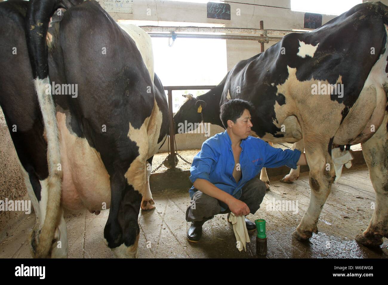 Chinese milk farm hi-res stock photography and images - Alamy