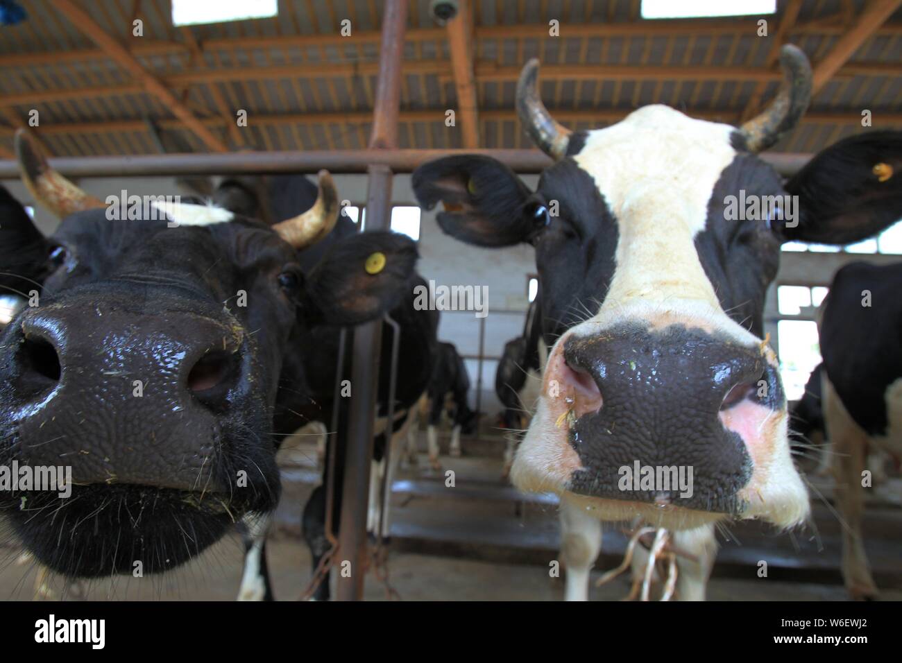 --FILE--Cows are pictured at a dairy farm of Yili Group in Huji village ...