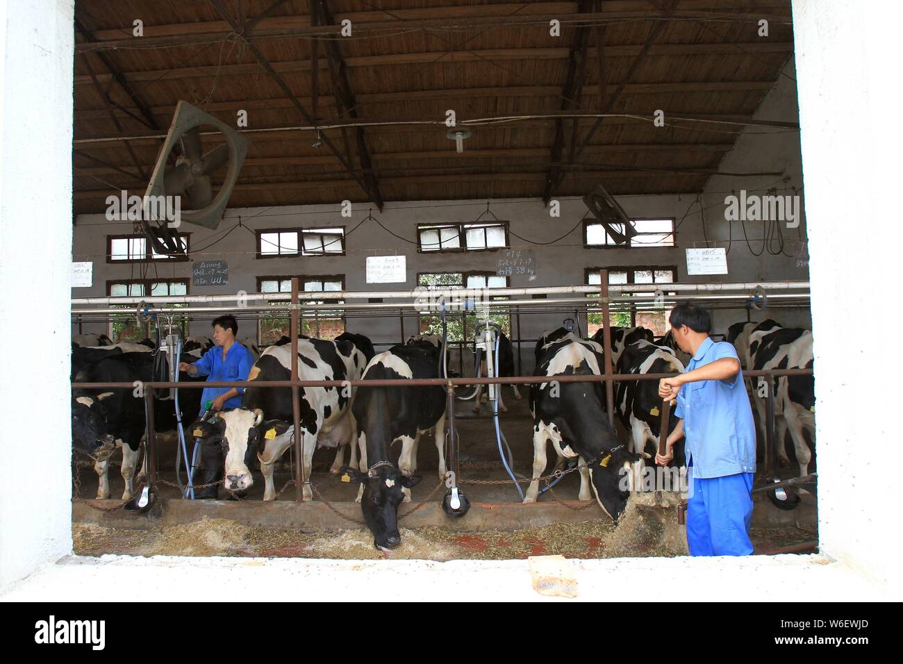 Chinese milk farm hi-res stock photography and images - Alamy