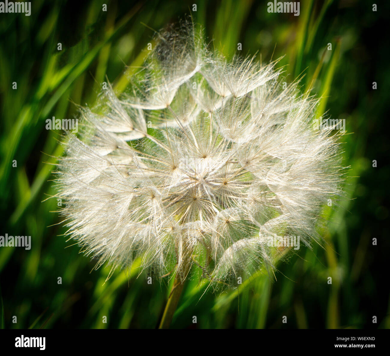 Canada grass seed hi-res stock photography and images - Alamy