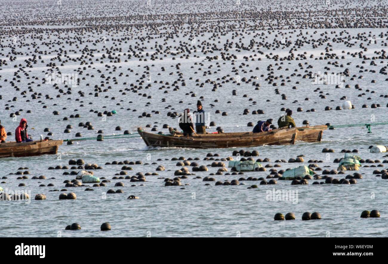 Chinese workers check kelp at a kelp base in Rongcheng city, east China ...