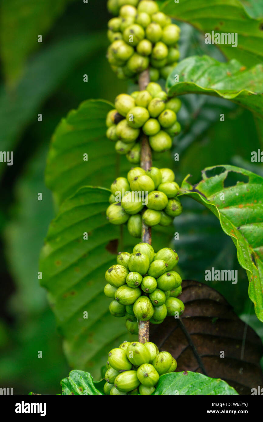 Fresh green coffee beans on Branch of a Coffee Tree in a farm Stock ...