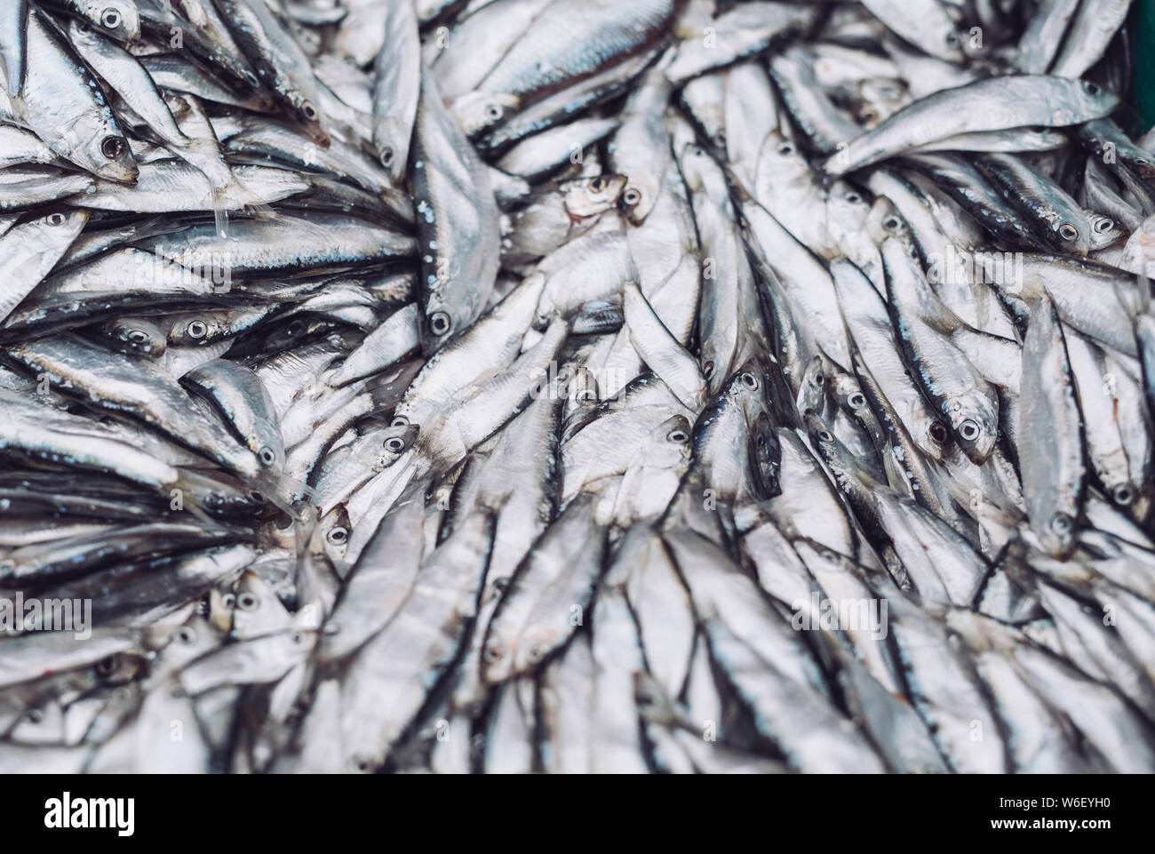 Fish sprats at the fish market. Fresh organic fish Stock Photo - Alamy