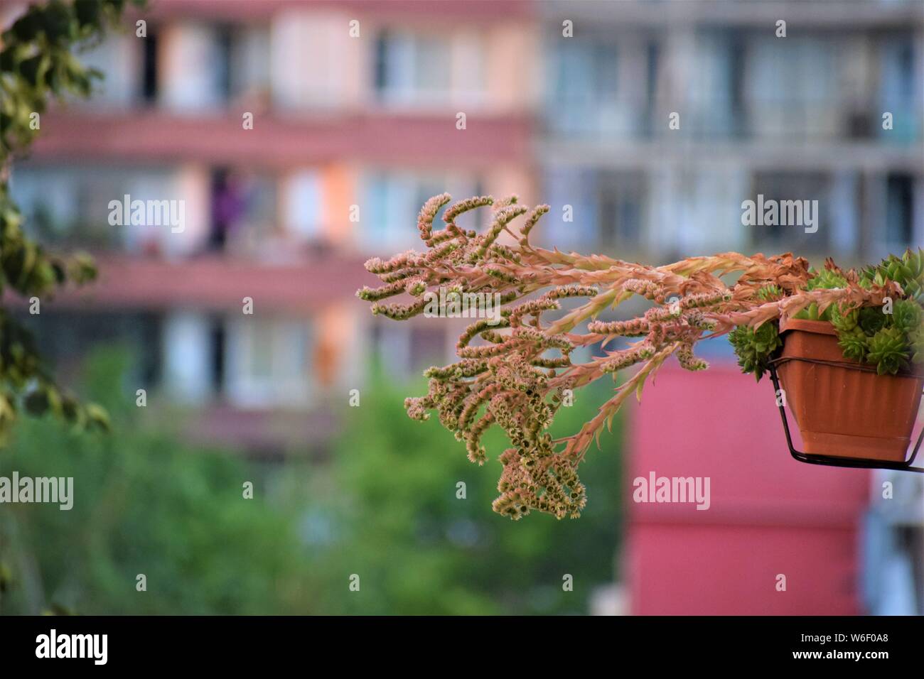 Strange plants hi-res stock photography and images - Alamy